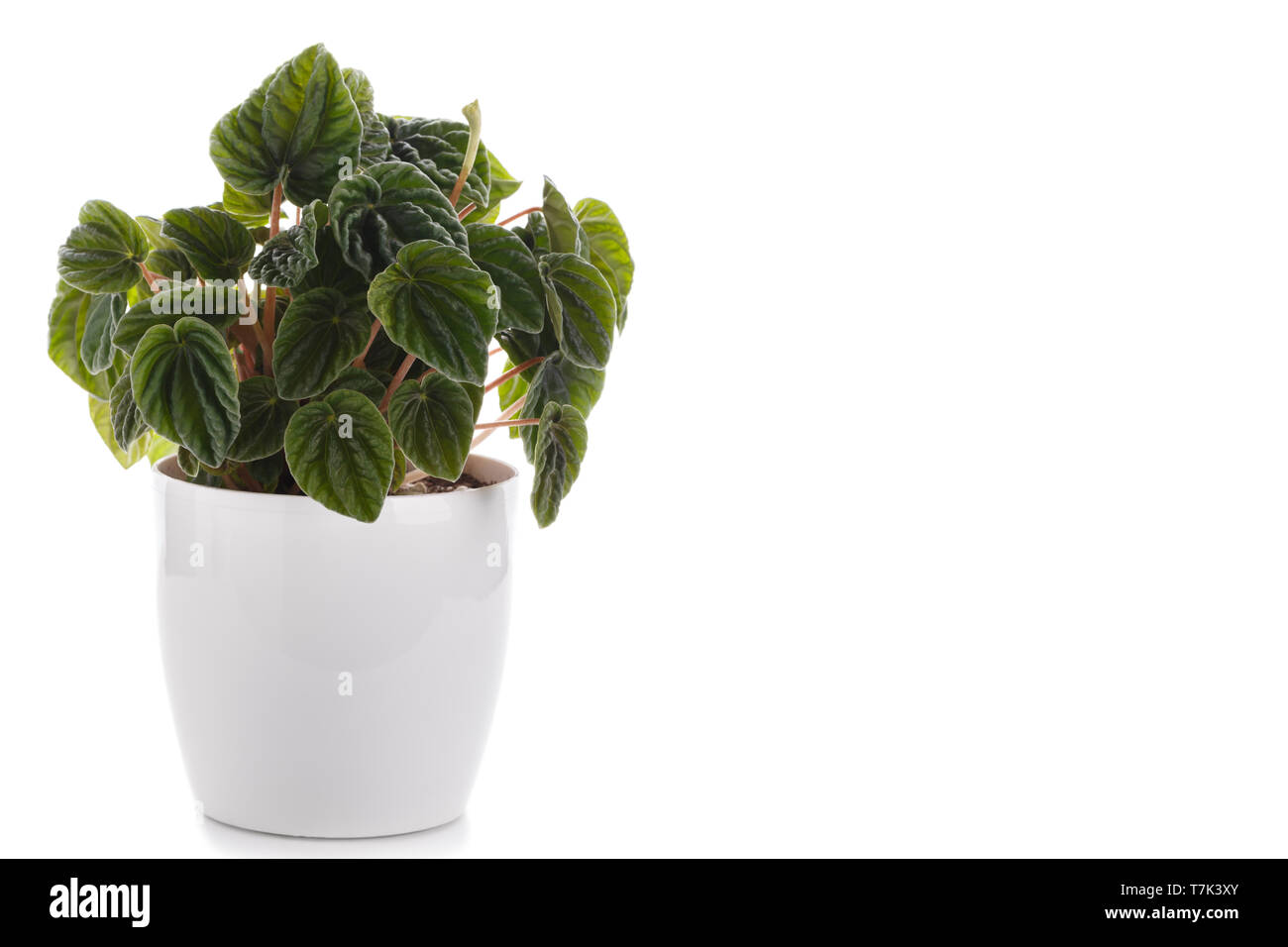 Peperomia caperata, emerald Ripple house plant isolated over white ...