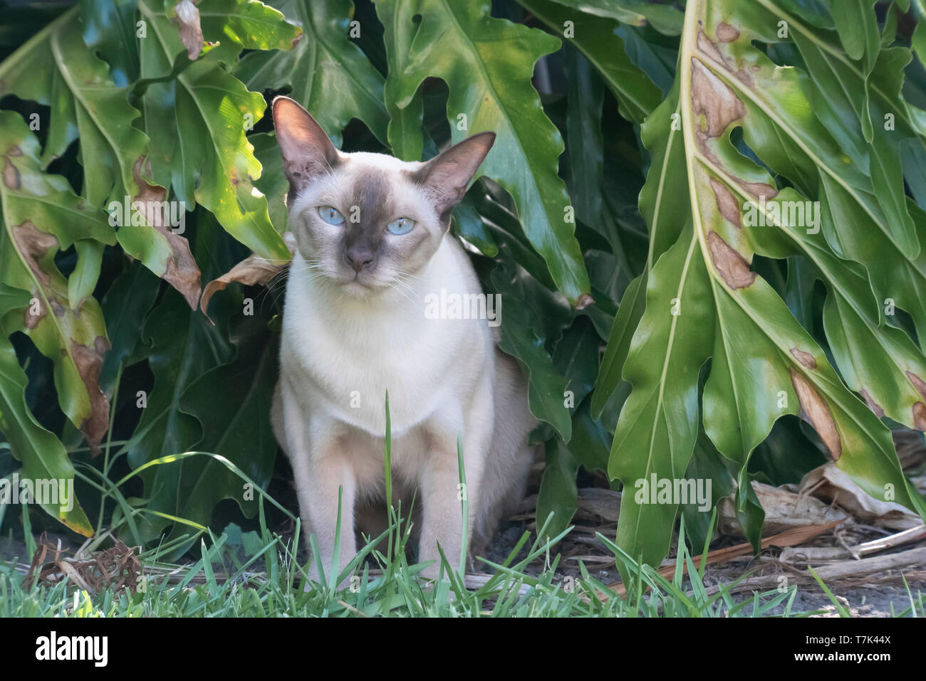 Slender and muscular cat hi-res stock photography and images - Alamy
