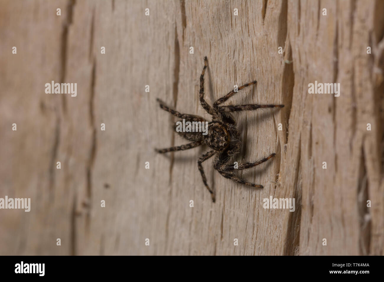 Jumping Spider (Platycryptus californicus) from Morgan County, Colorado ...