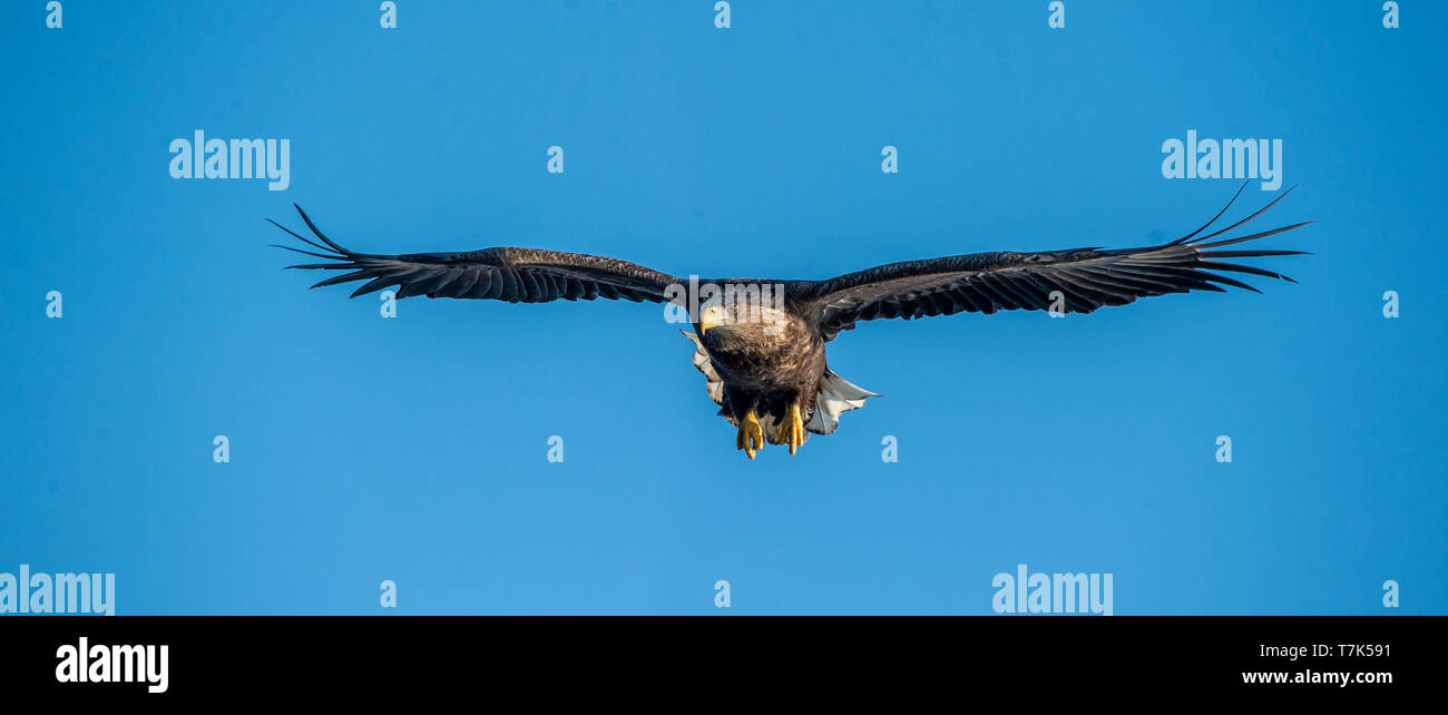 Adult White-tailed eagle in flight. Front view. Sky background ...