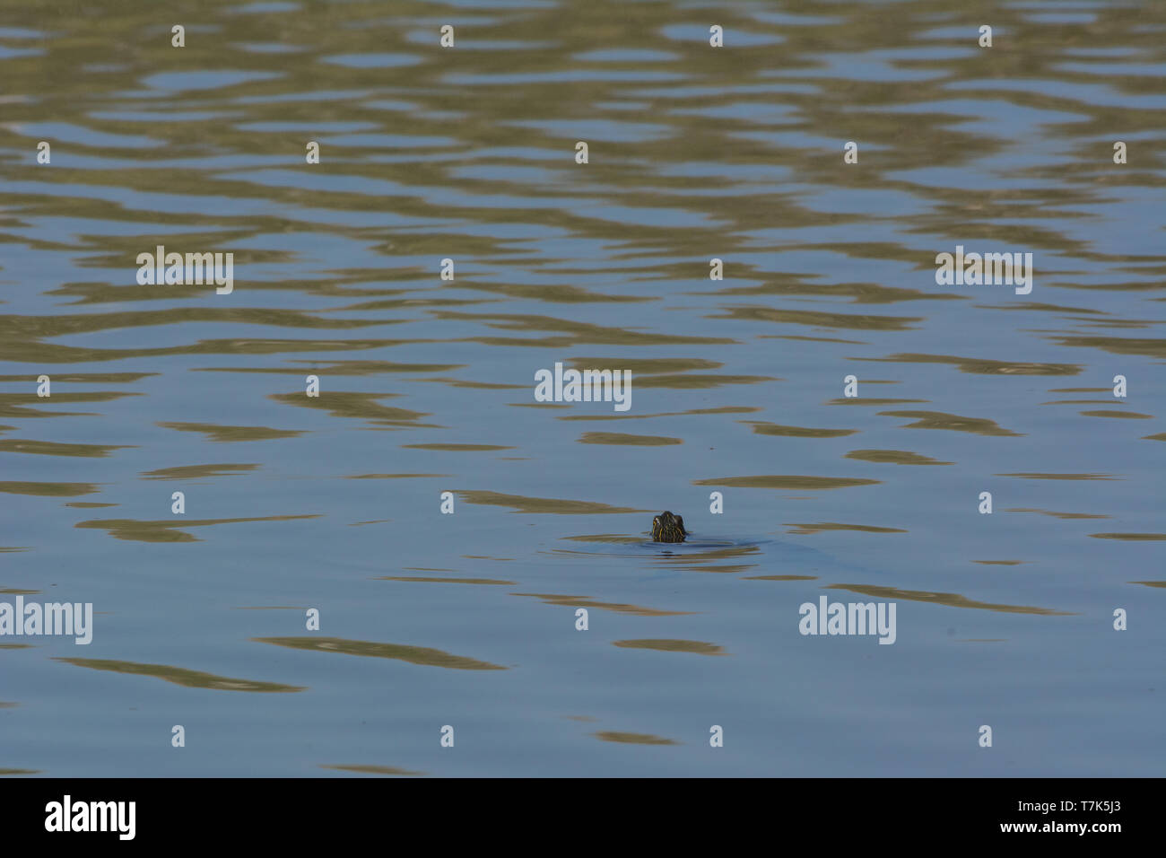 Western Painted Turtle (Chrysemys picta belli) peeking above the ...