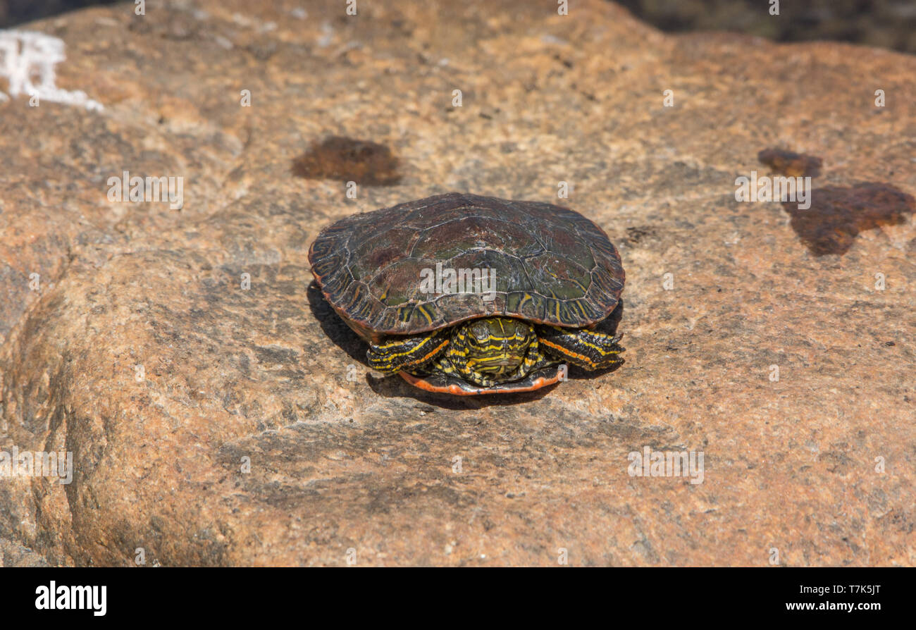 Painted turtle baby hi-res stock photography and images - Alamy