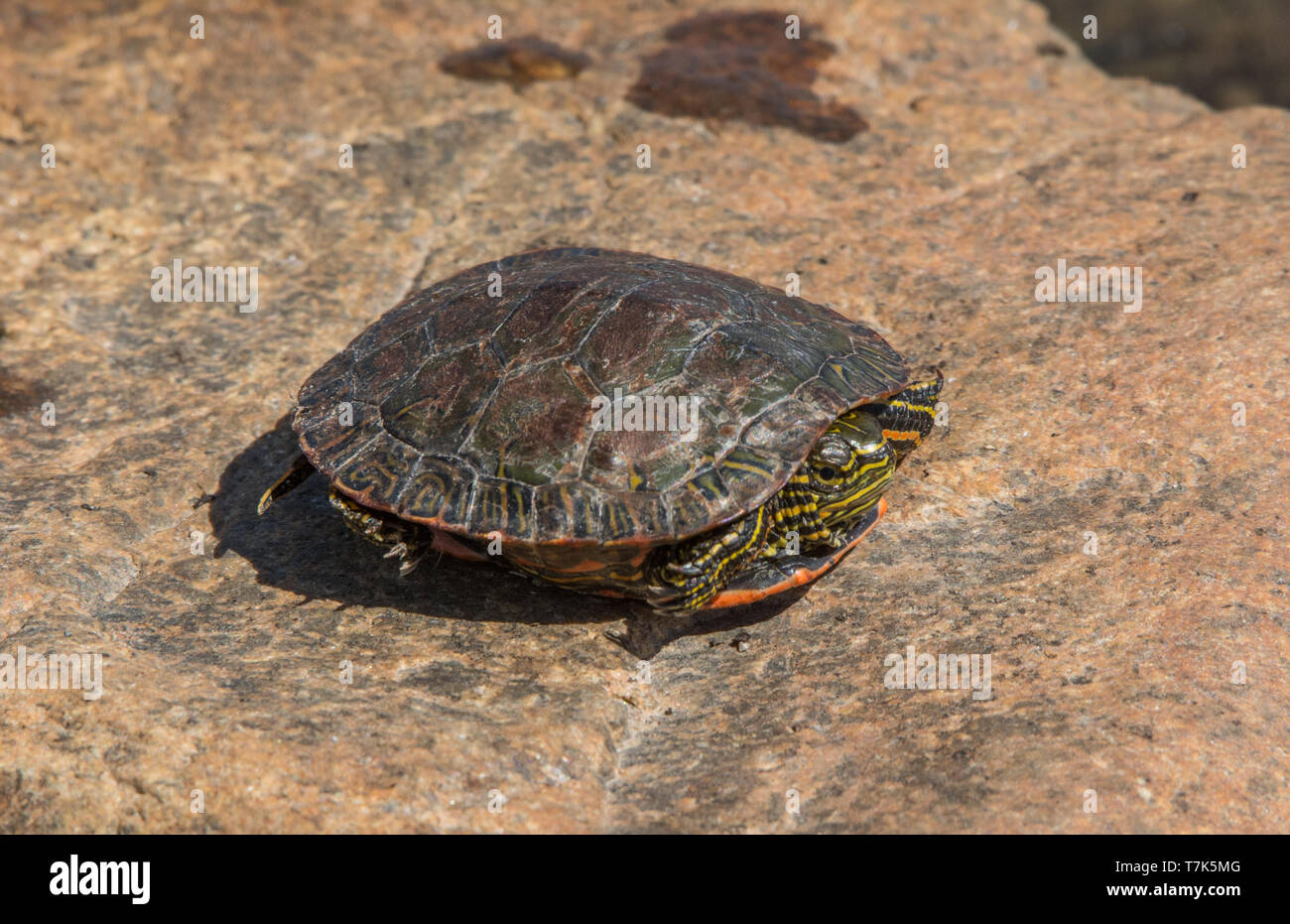 Baby Painted Turtle Tank