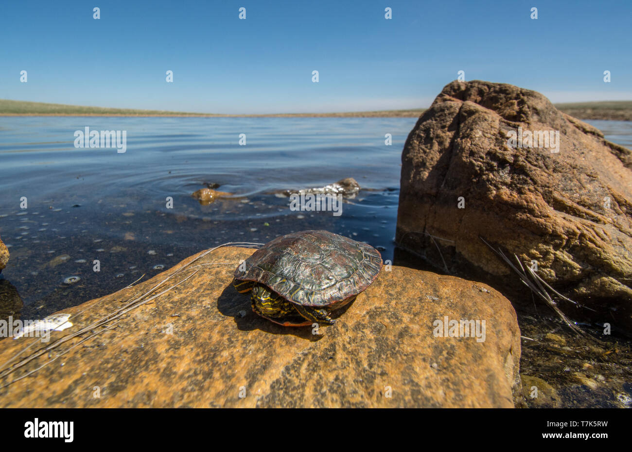 Western Painted Turtle (Chrysemys picta belli) from Jefferson County ...