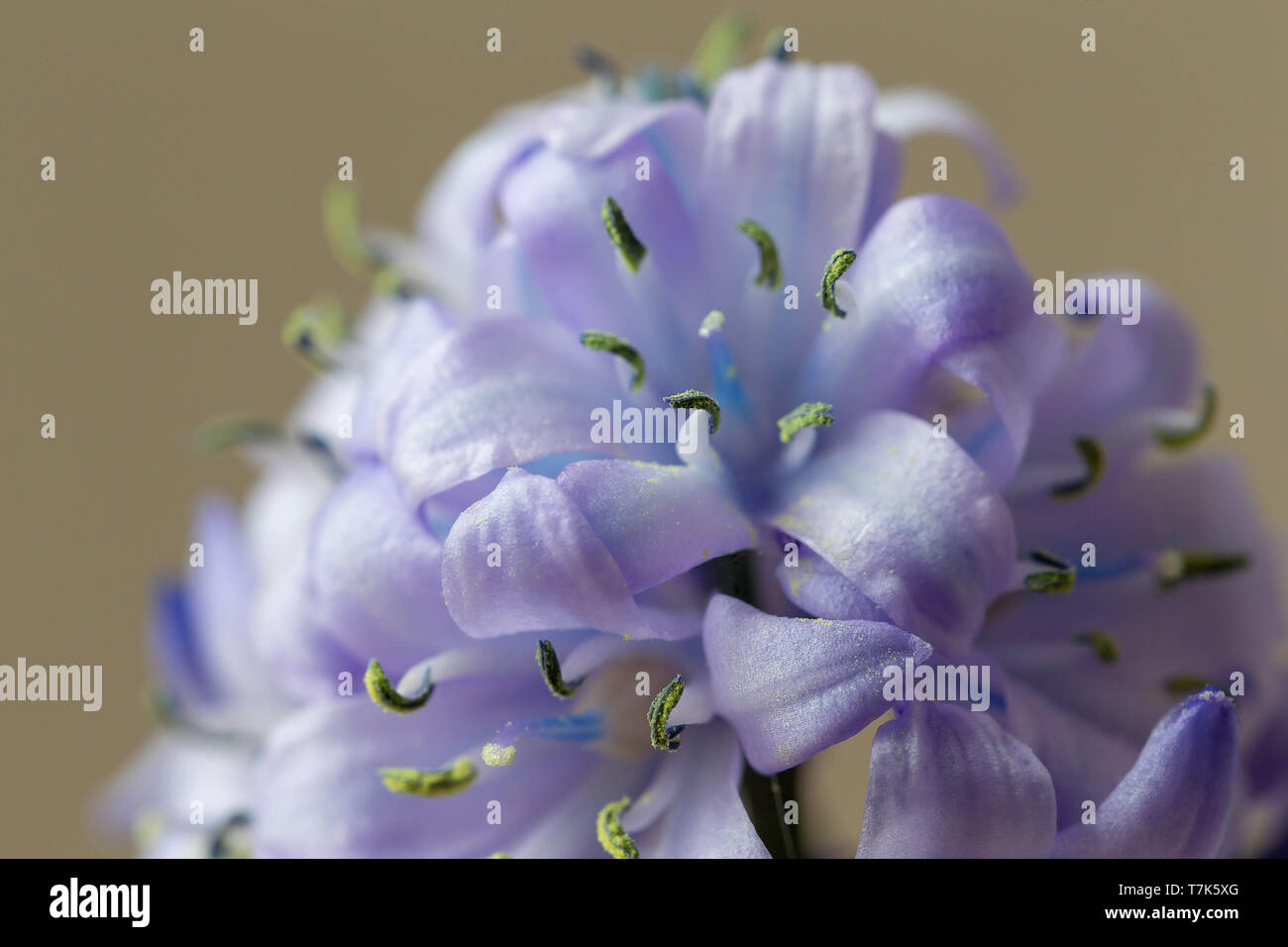 Clusters of blue bells hi-res stock photography and images - Alamy