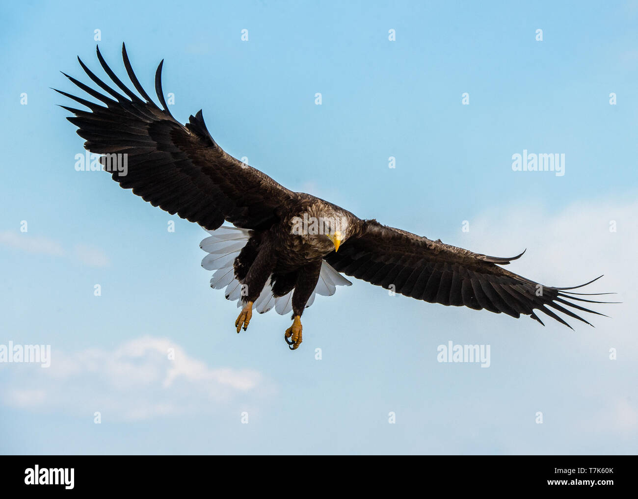 Adult White-tailed eagle in flight. Front view. Sky background ...
