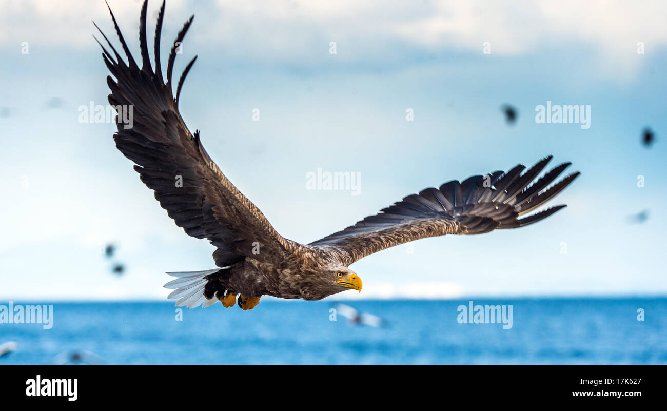 Adult White-tailed eagle in flight. Sky background. Scientific name ...