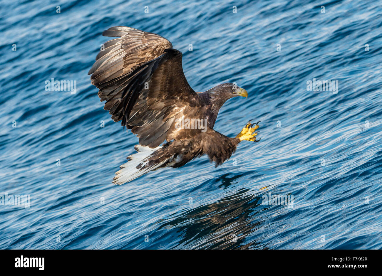 Juvenile White-tailed eagle fishing. Blue Ocean Background. Scientific ...