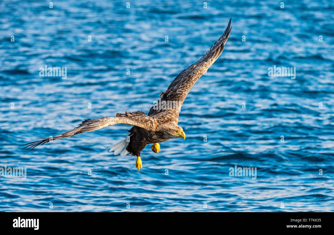 White-tailed eagle fishing. Blue Ocean Background. Scientific name ...