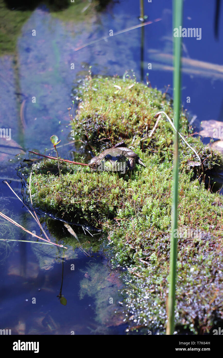Frog hoppers hi-res stock photography and images - Alamy