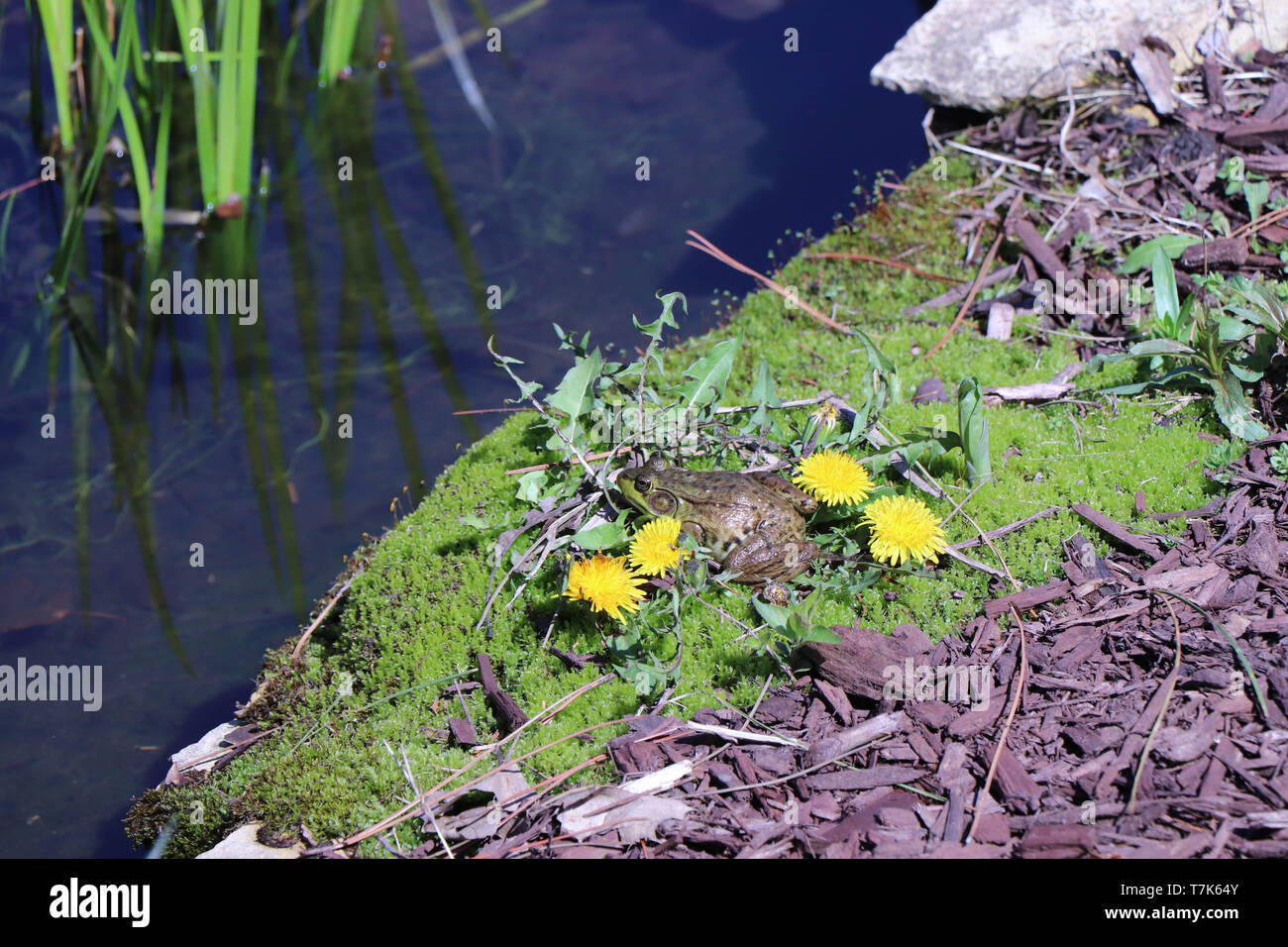 Aquatic frogs hi-res stock photography and images - Alamy