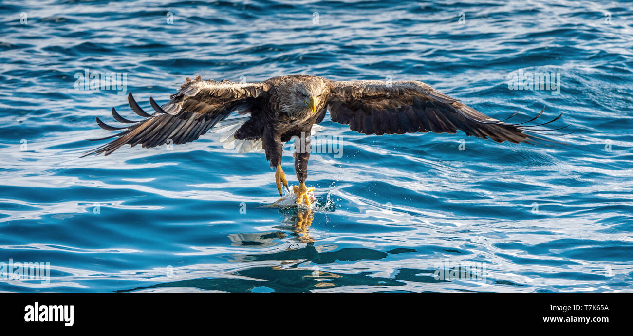 White-tailed eagle fishing. Blue Ocean Background. Scientific name ...