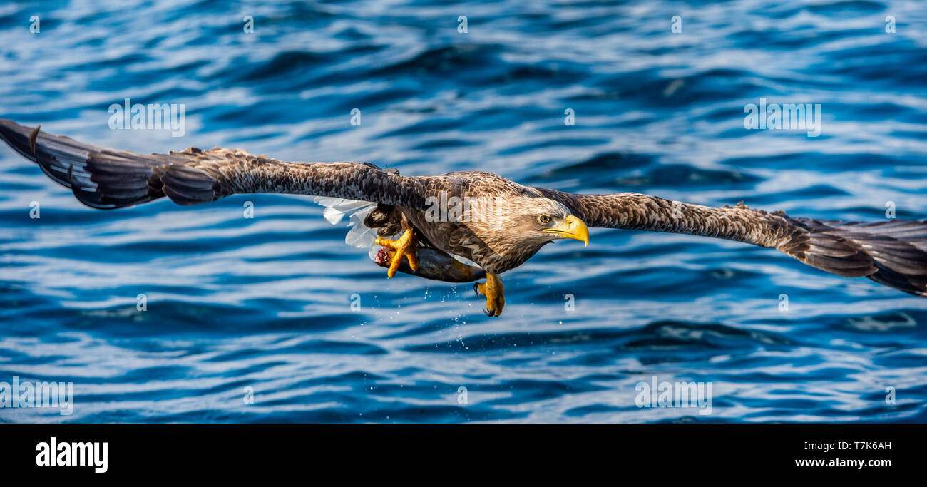 White-tailed eagle fishing. Blue Ocean Background. Scientific name ...