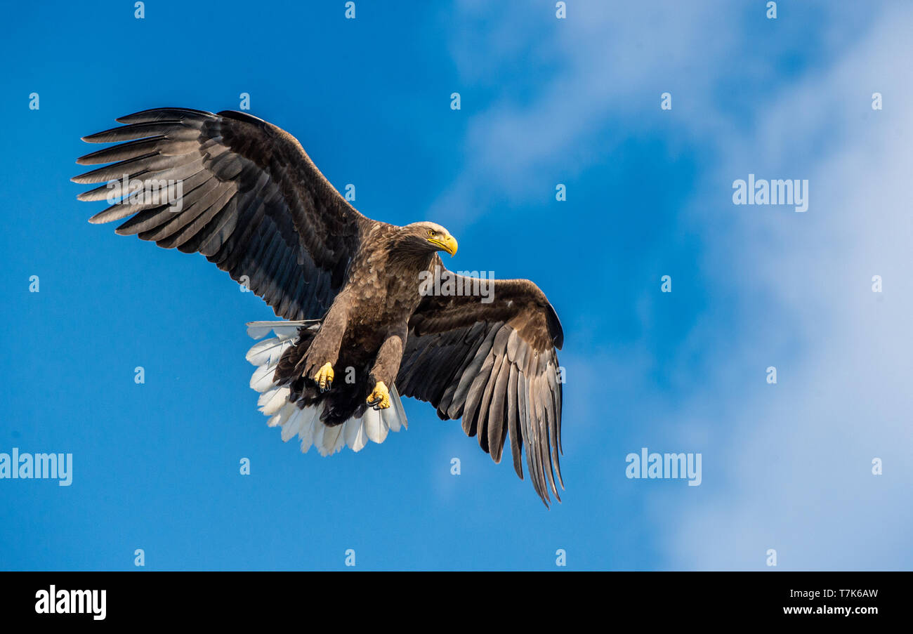 Adult White-tailed eagle in flight. Front view. Sky background ...