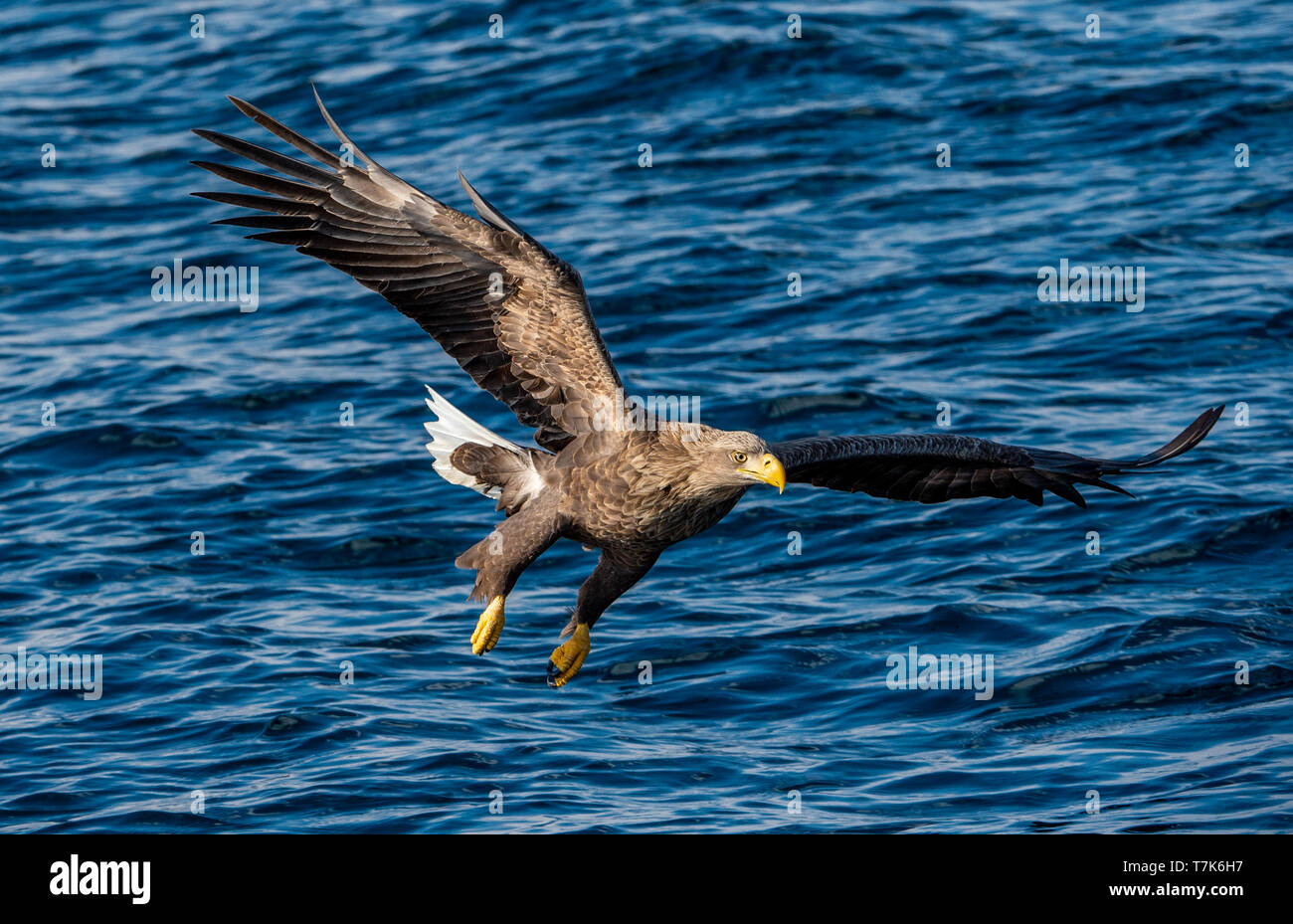 White-tailed eagle fishing. Blue Ocean Background. Scientific name ...