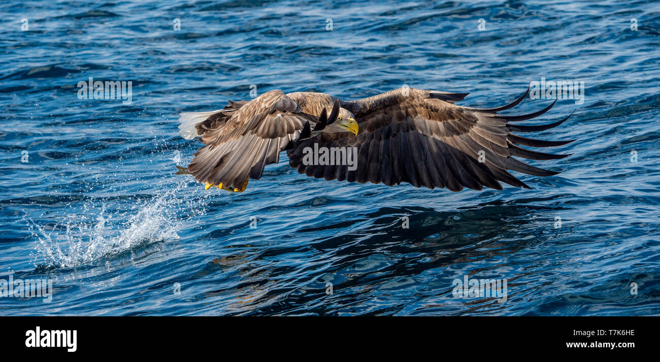 White-tailed eagle fishing. Blue Ocean Background. Scientific name ...