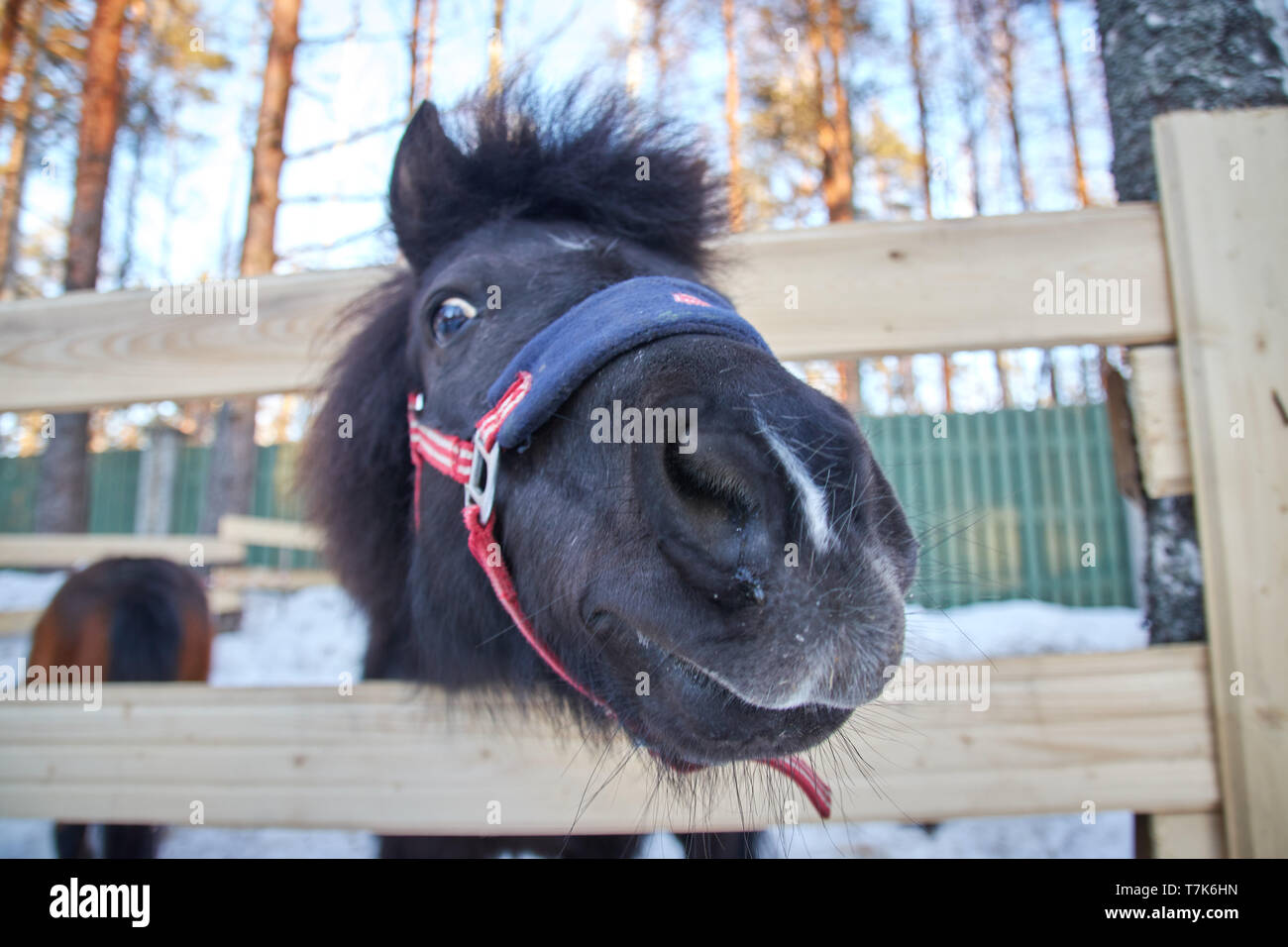 Pony with a hair Funny pony Pony portrait Stock Photo - Alamy