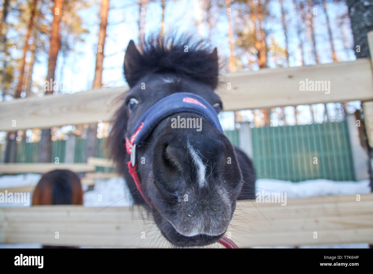 Pony with a hair Funny pony Pony portrait Stock Photo - Alamy
