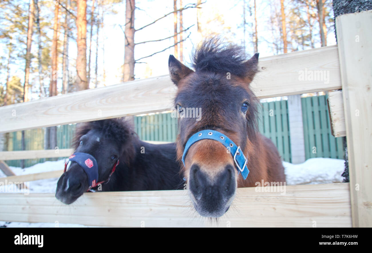 Mini Shetland Pony Stallion Portrait High Resolution Stock Photography ...