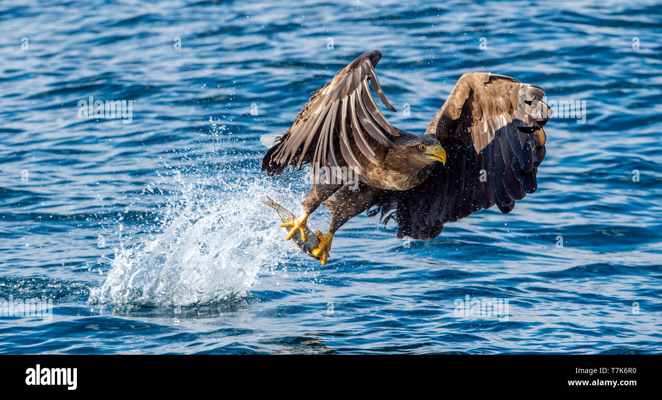 White-tailed eagle fishing. Blue Ocean Background. Scientific name ...