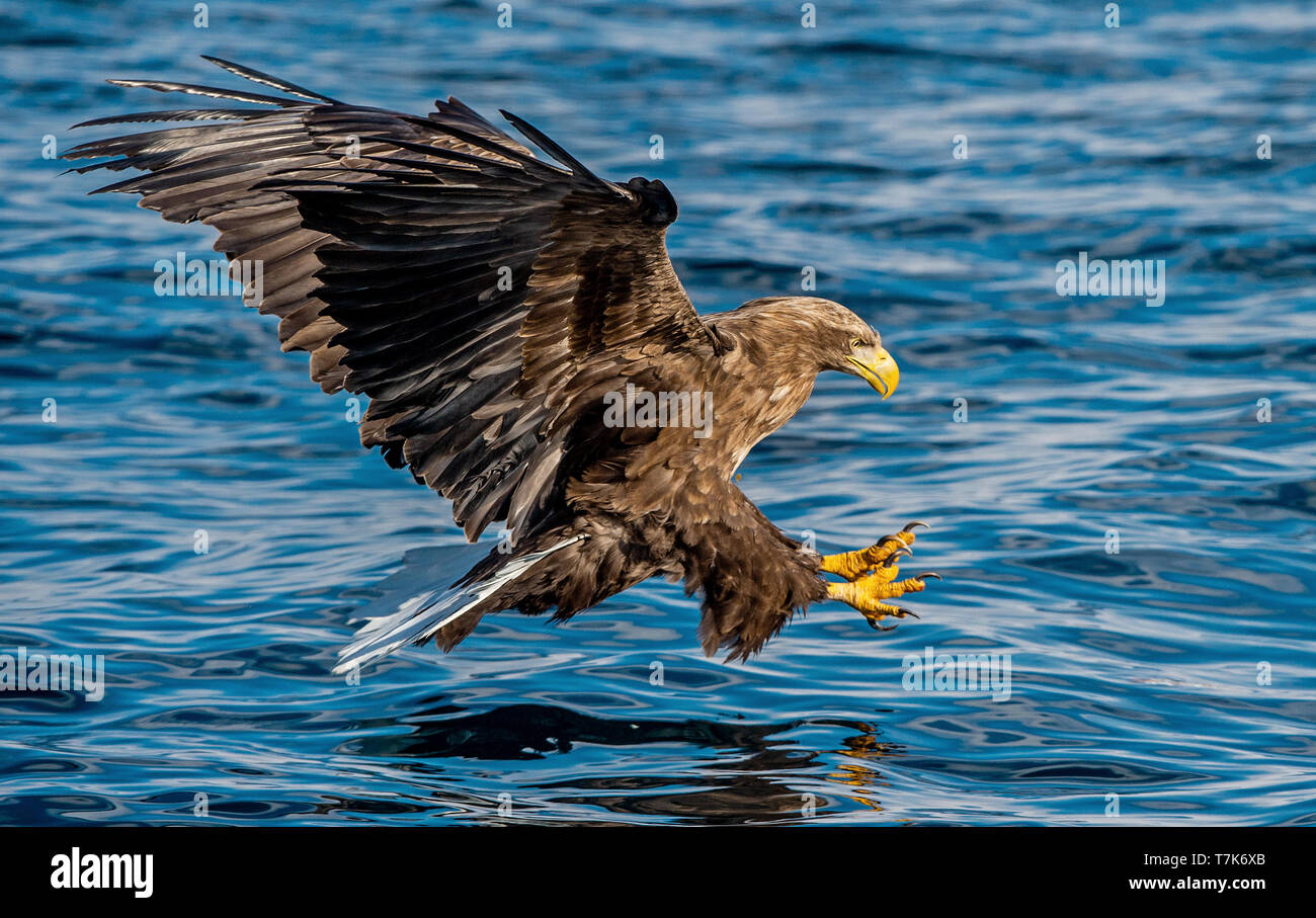 White-tailed eagle fishing. Blue Ocean Background. Scientific name ...