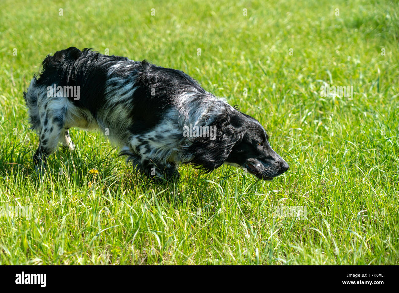 Russian spaniel hi-res stock photography and images - Alamy
