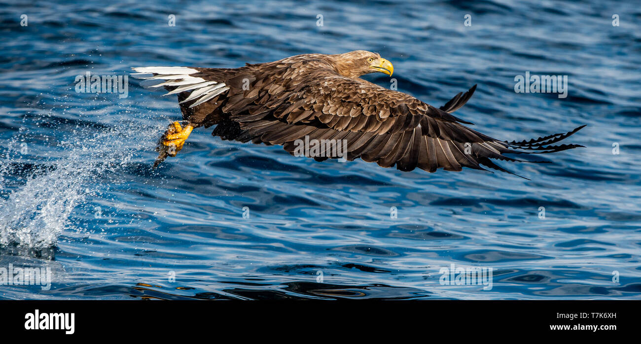 White-tailed eagle fishing. Blue Ocean Background. Scientific name ...