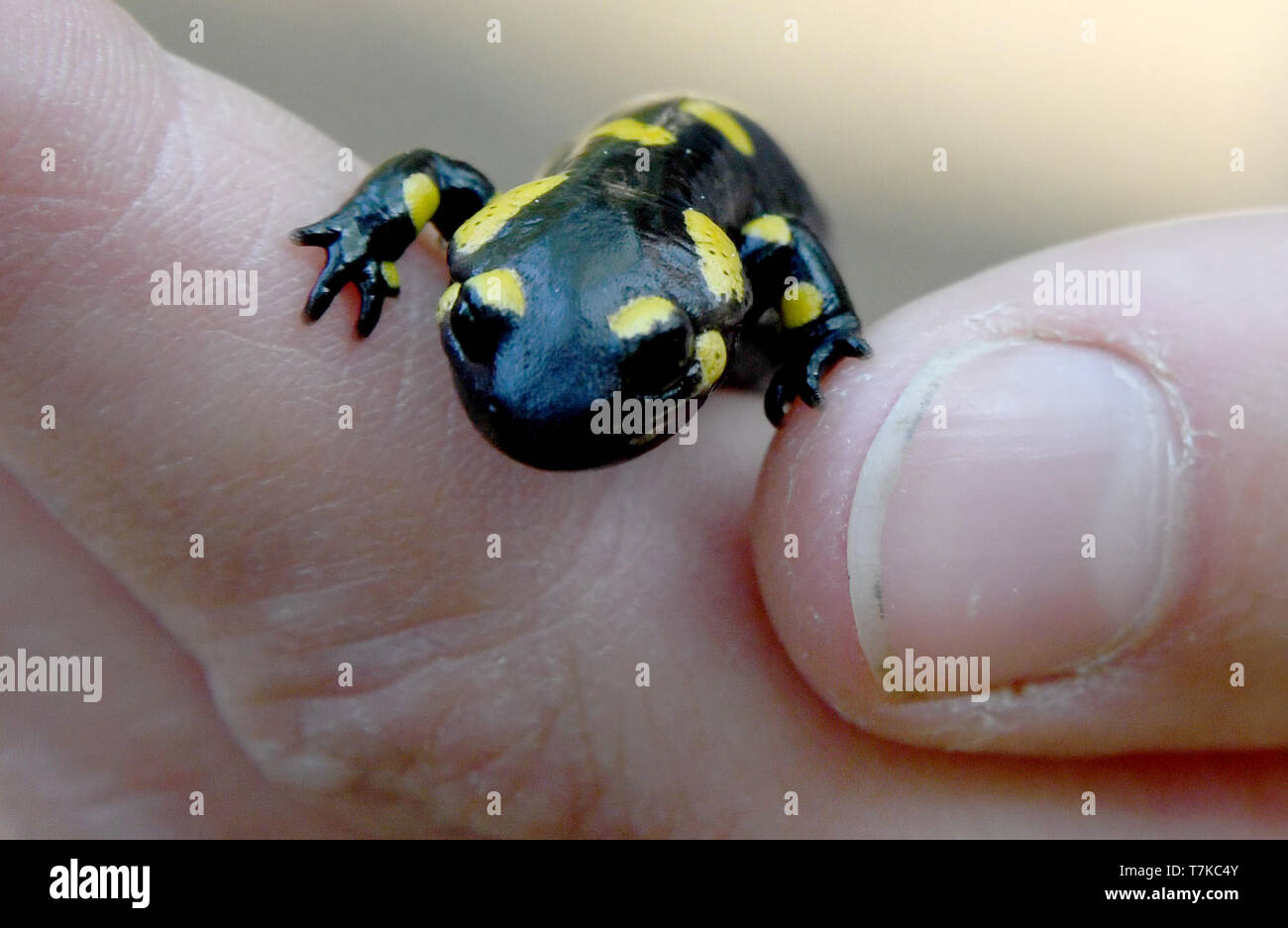 Salamander fish hi-res stock photography and images - Alamy