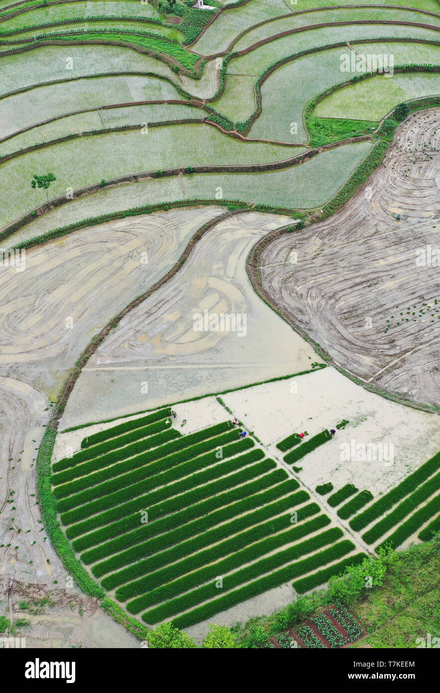 Transplanting of rice seedling hi-res stock photography and images - Alamy