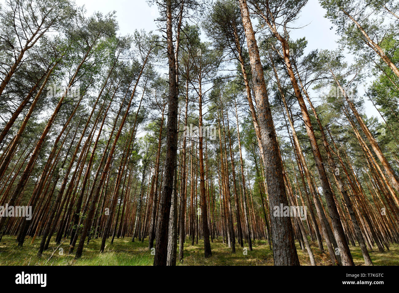 Monocultures hi-res stock photography and images - Alamy