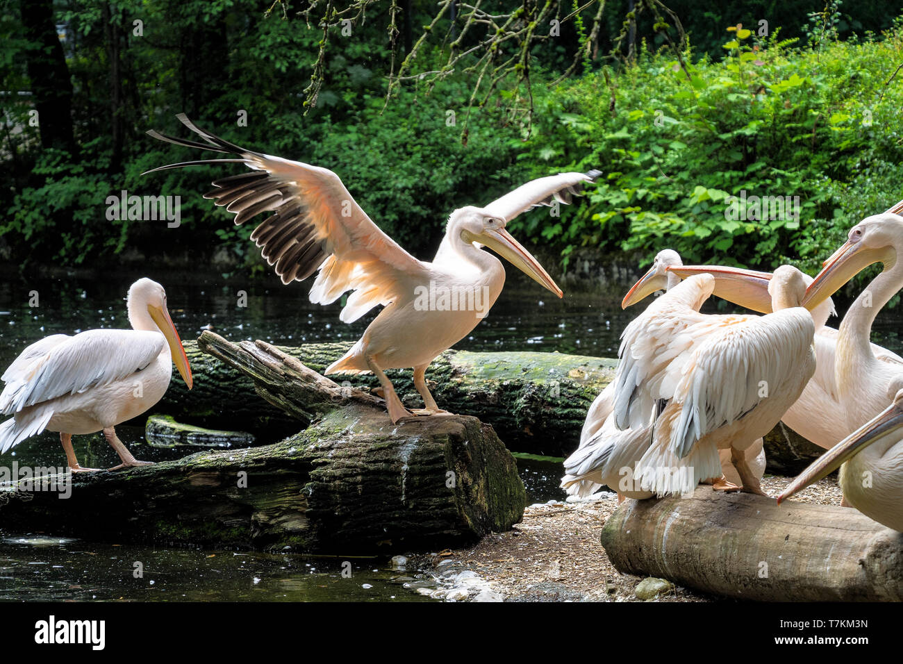 The Great White Pelican, Pelecanus onocrotalus also known as the rosy ...