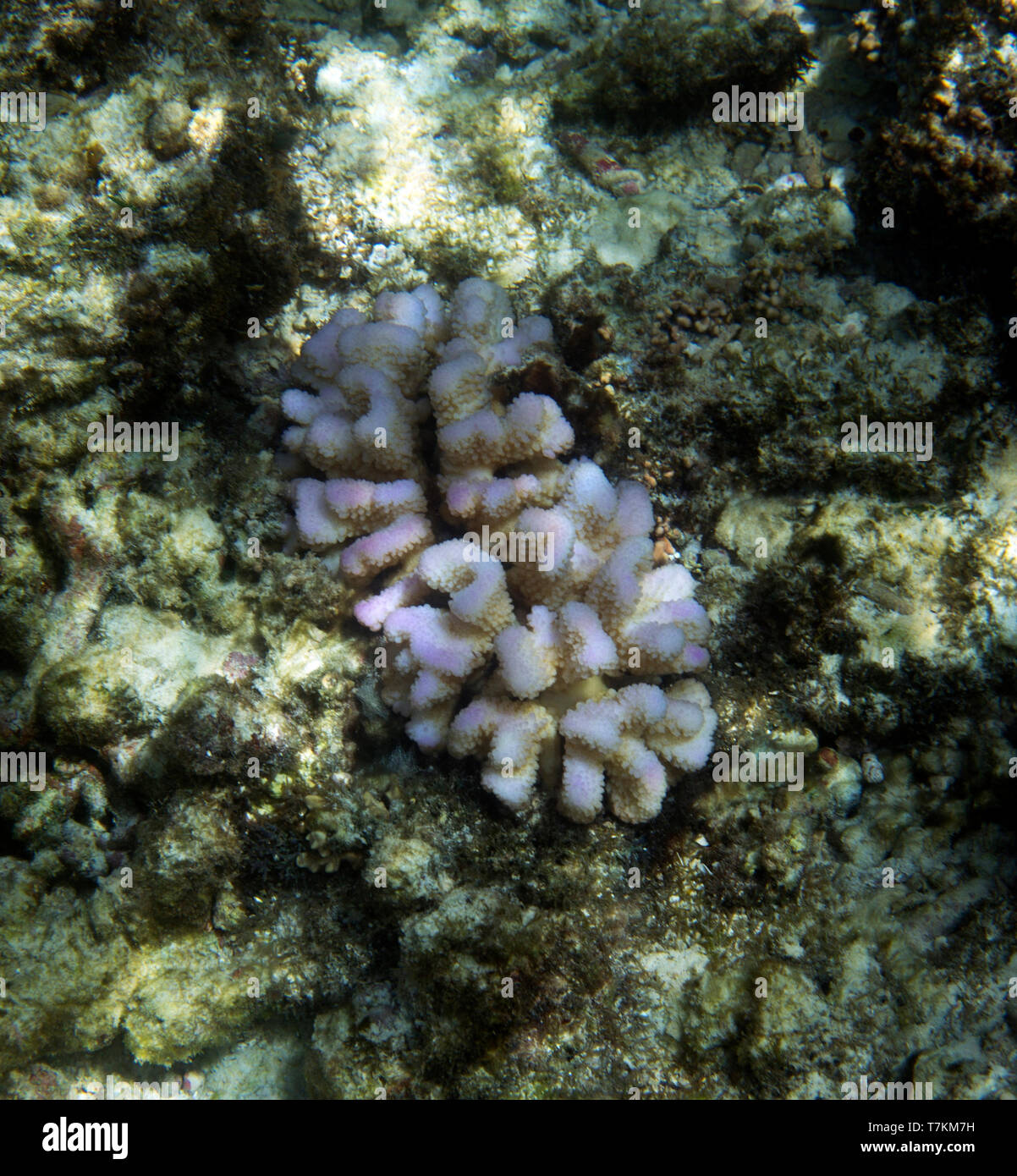 white and endangered corals in Seychelles coral reef Stock Photo - Alamy