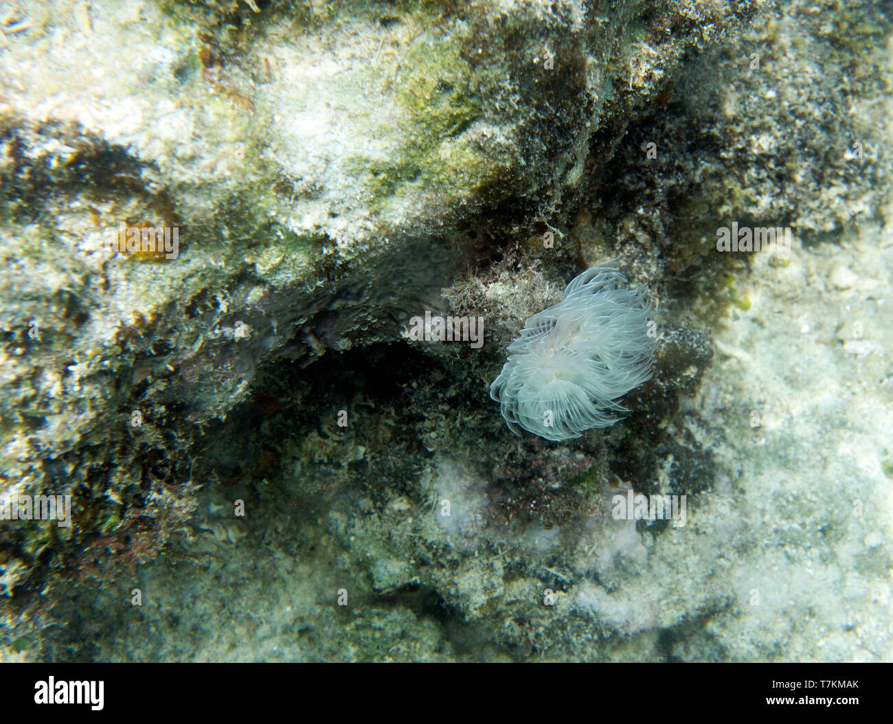Beautiful coral worm close up in Togian islands, Indonesia Stock Photo ...