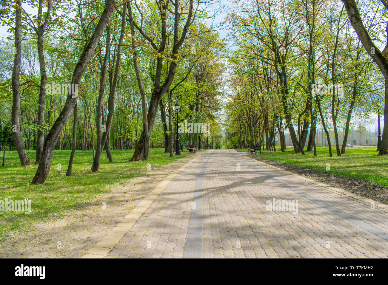 paths in a spring park landscape against a blue sky and green trees ...