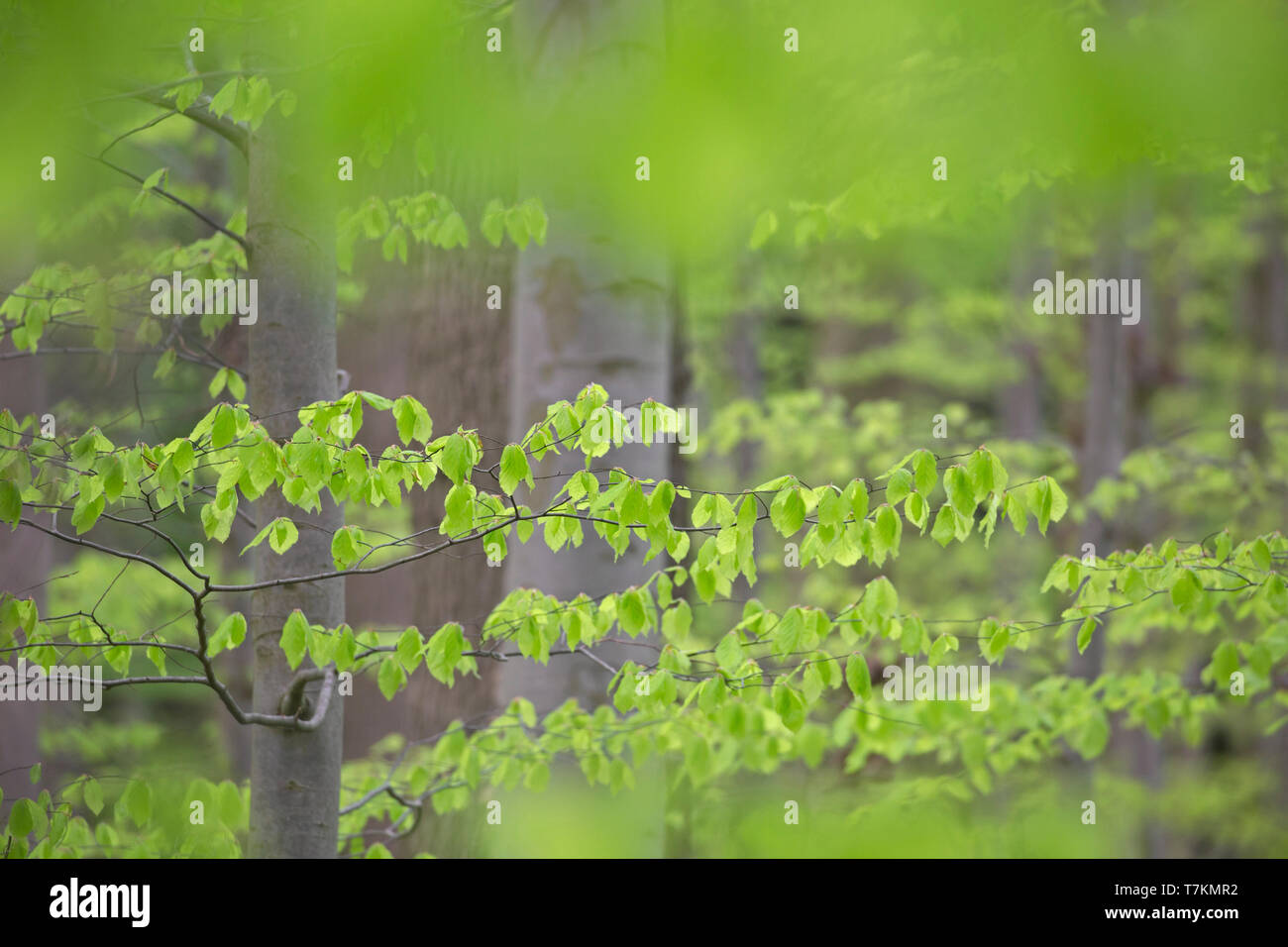 New leaves on European beech / common beech (Fagus sylvatica) trees in ...