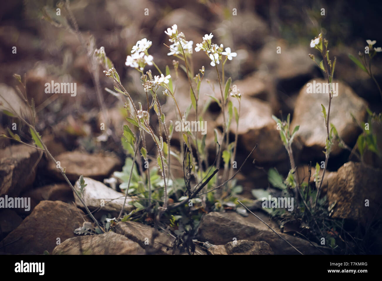 White delicate small flowers on long stems grow among the huge stones ...