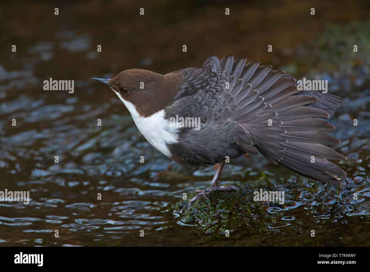 Dipper stretching hi-res stock photography and images - Alamy