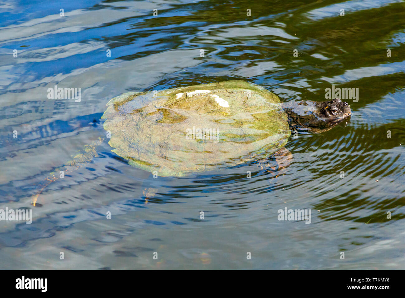 Florida snapping turtle hi-res stock photography and images - Alamy