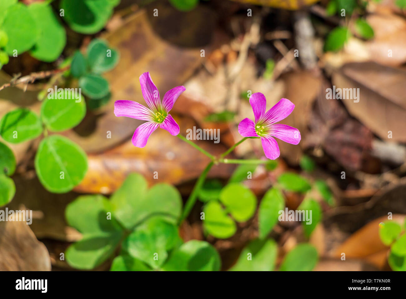 Large-flowered pink-sorrel (Oxalis debilis) - Pine Island Ridge Natural ...