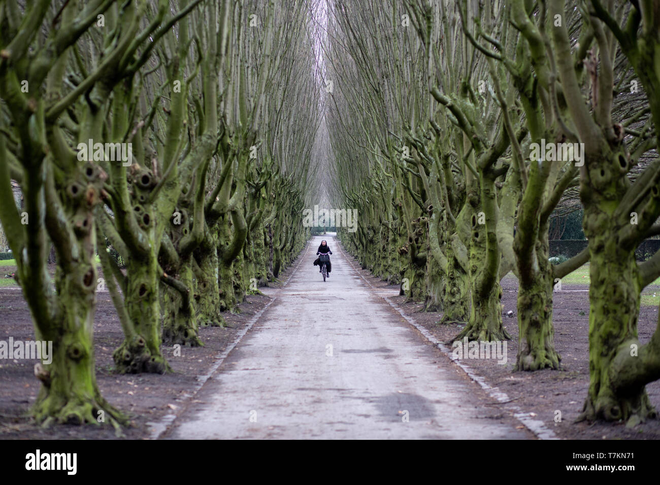Moody Tree Alley on Vestre Cemetery in Copenhagen Stock Photo - Alamy