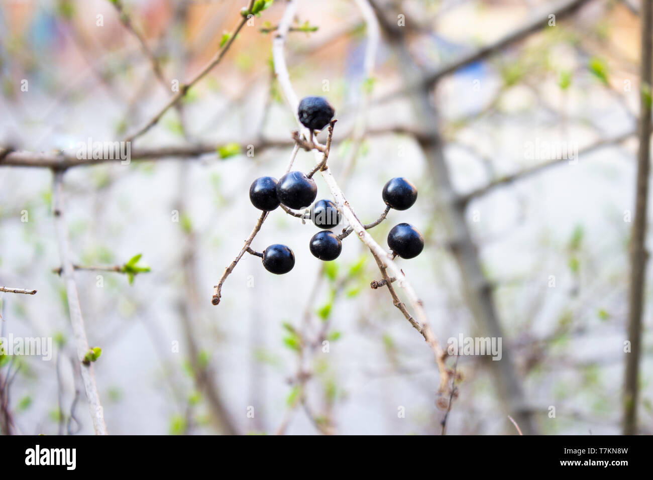 Black bird berry hi-res stock photography and images - Alamy