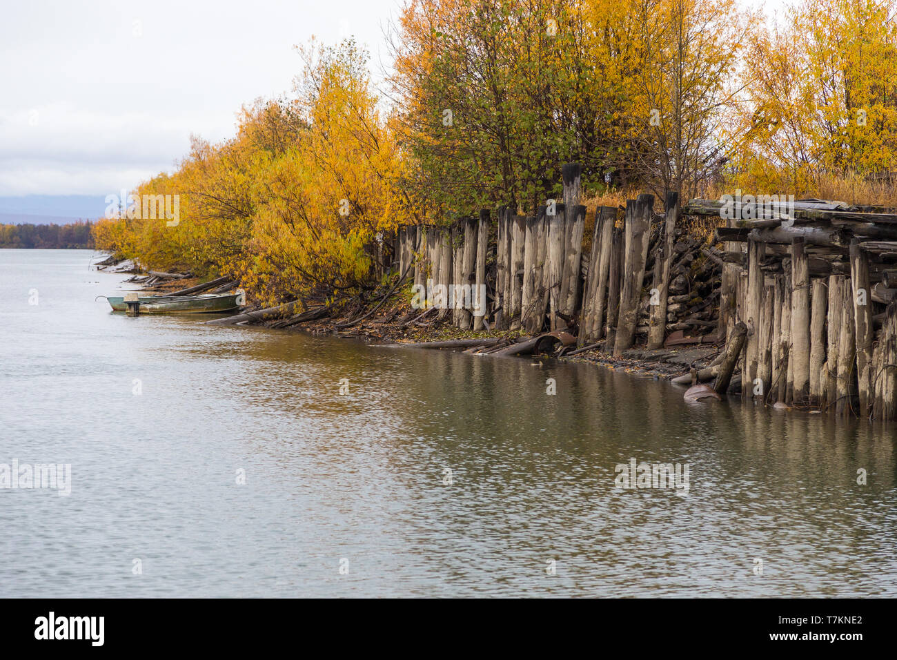 Bank of the Kamchatka River in Kozyriewsk village. The forest in autumn ...