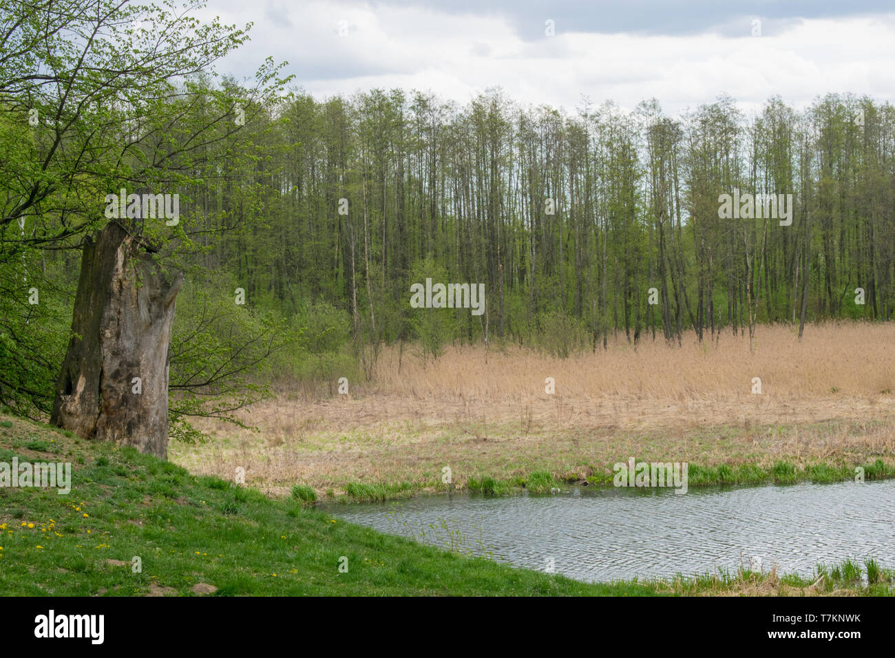 spring landscape river forest trees against the blue sky and clouds ...
