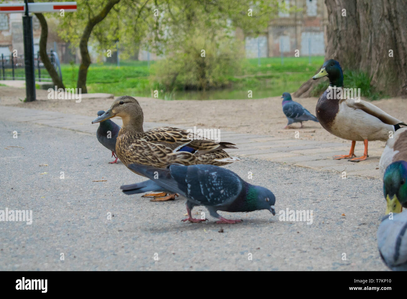 Pigeon Guillemont Cepphus columba a black duck like bird with bright ...