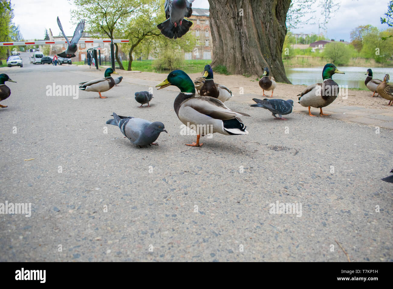 Pigeon Guillemont Cepphus columba a black duck like bird with bright ...
