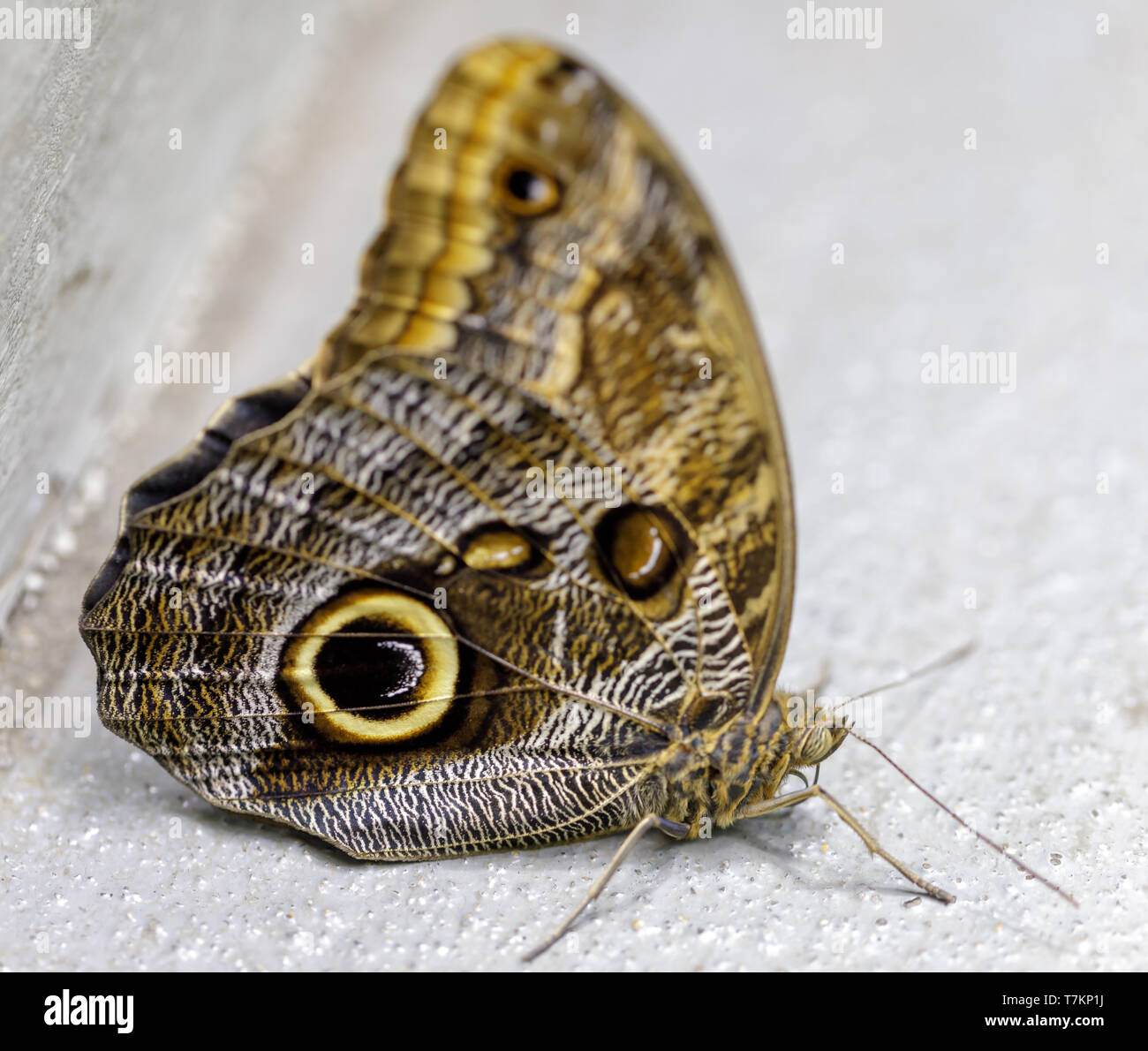 Owl butterfly (Caligo memnon) isolated Stock Photo - Alamy