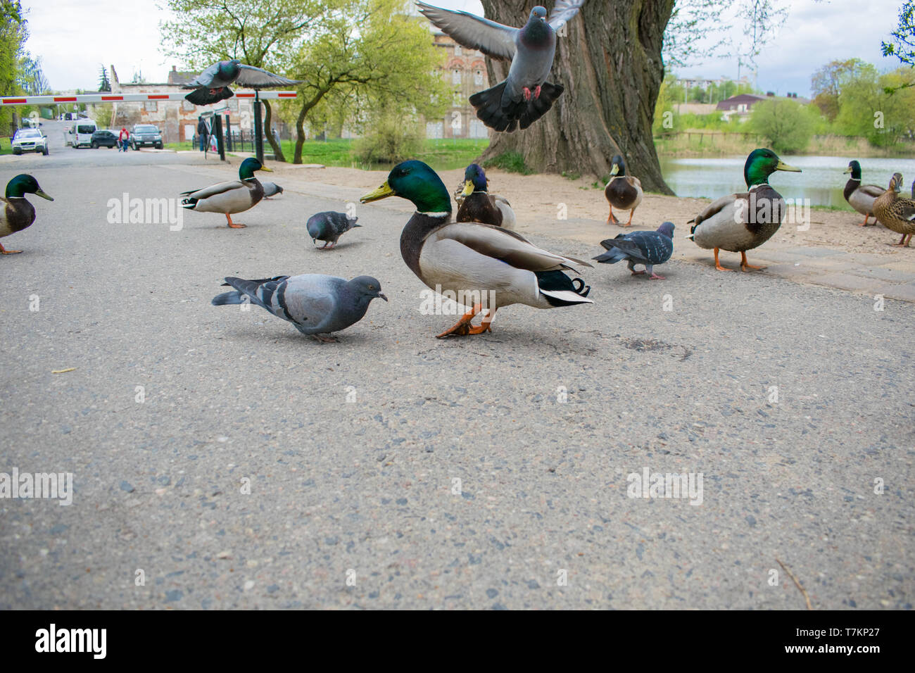 Pigeon Guillemont Cepphus columba a black duck like bird with bright ...