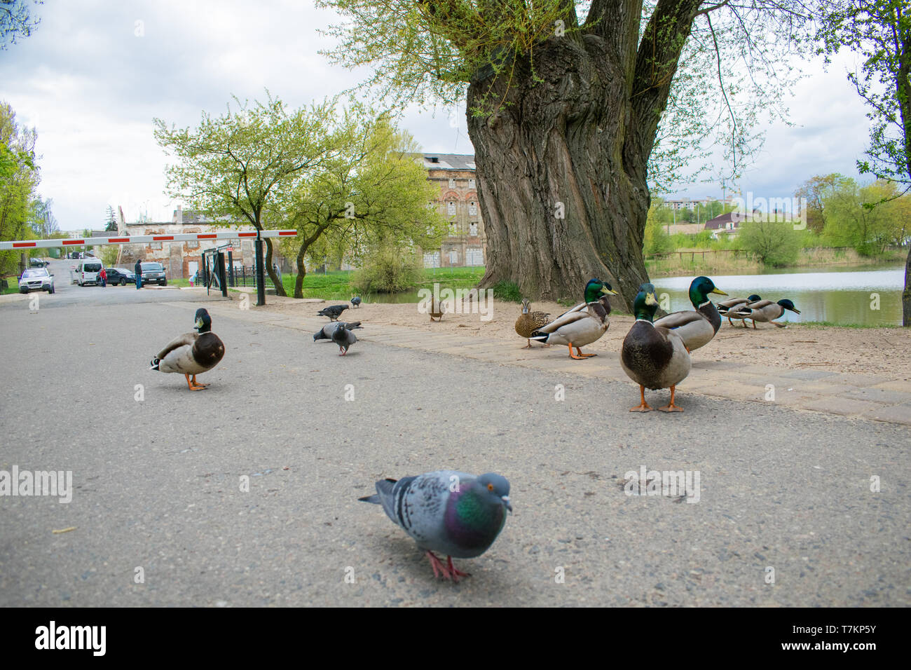 Pigeon Guillemont Cepphus columba a black duck like bird with bright ...