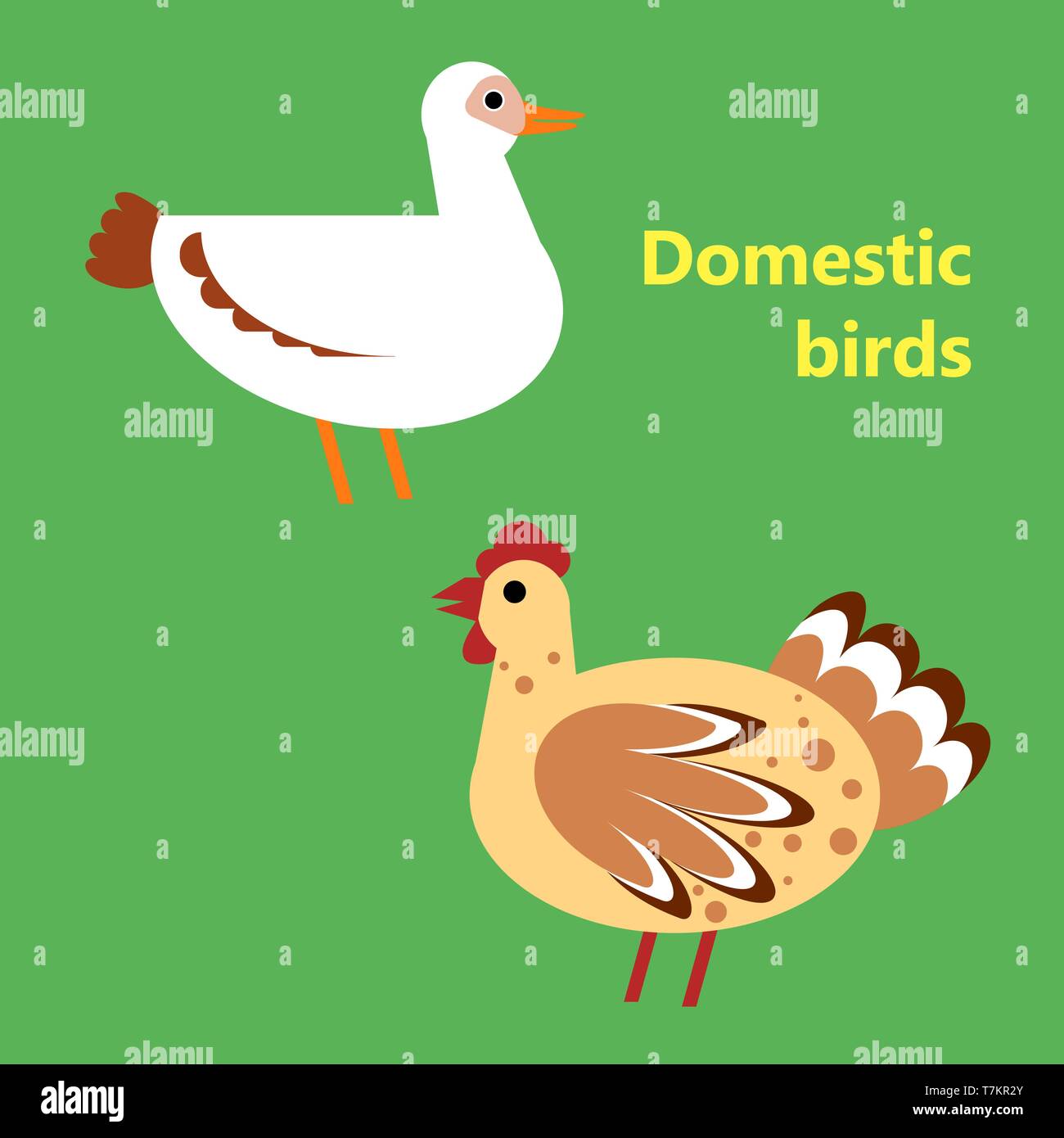 The Domestic birds duck and hen on simple color background. Educational ...