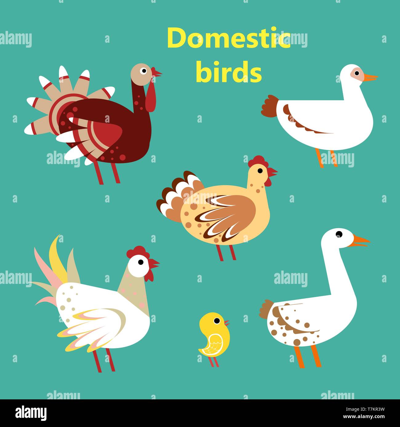 Set of Domestic birds on simple color background. Educational flashcard ...